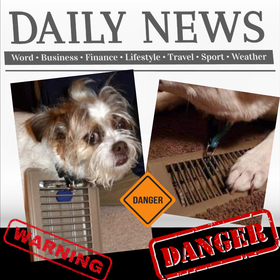 Hidden Danger of Dog Tag – Romeo Mama™